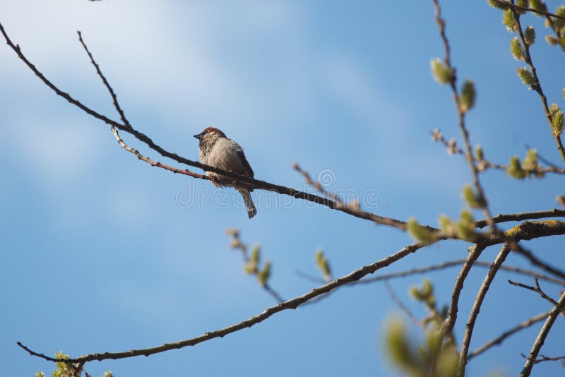 The Bird on the Tree in Spring Stock Image - Image of forest, sing ...