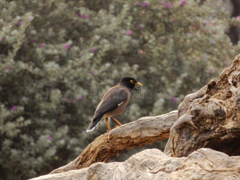 Bird on tree standing idle stock image. Image of mynah - 81222481