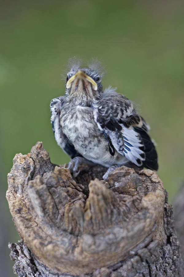 Bird On Tree Stump Head-0n Picture. Image: 144208