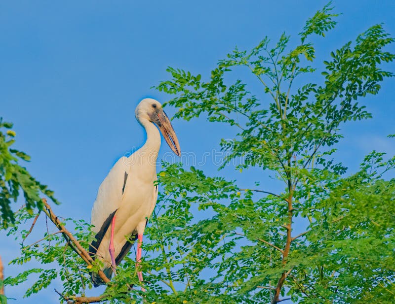 Bird in tree top stock photo. Image of walking, vantage - 255402366