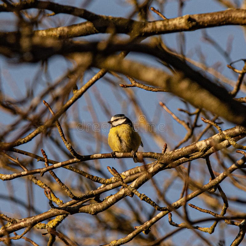 Bird trees natural stock image. Image of nature, trees - 239847203