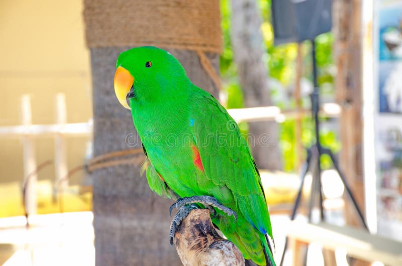 The Bird Tropical a Beautiful Big Parro Stock Image - Image of ...