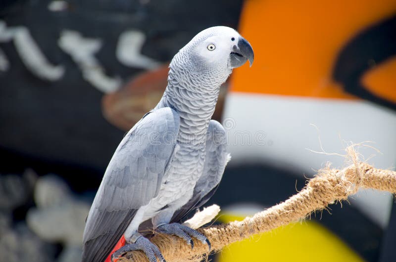 The Bird Tropical a Beautiful Big Parro Stock Photo - Image of sits ...