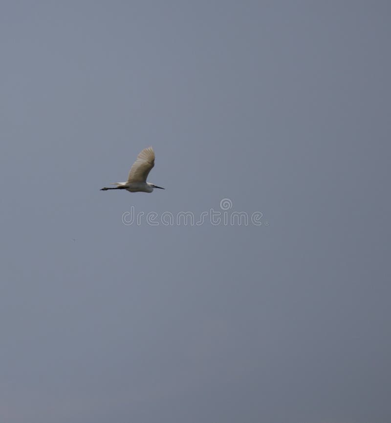 1 Bird in the Tropical Forest Flying in the Outdoor Sky Selective Focus ...