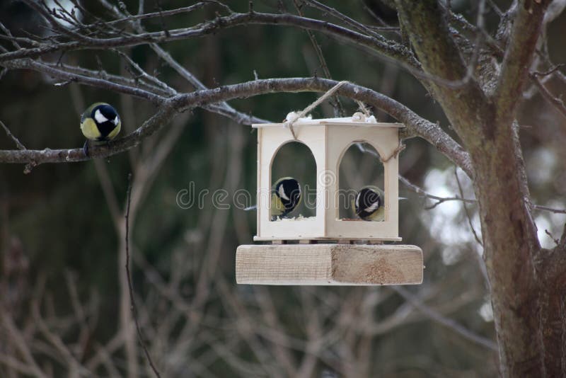 Bird in the trough stock image. Image of feeder, bird - 154670847