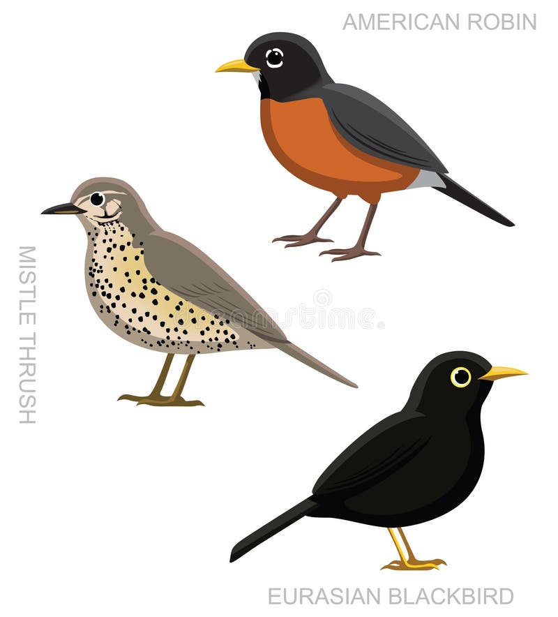 Bird True Thrush Set Cartoon Vector Illustration Stock Vector ...