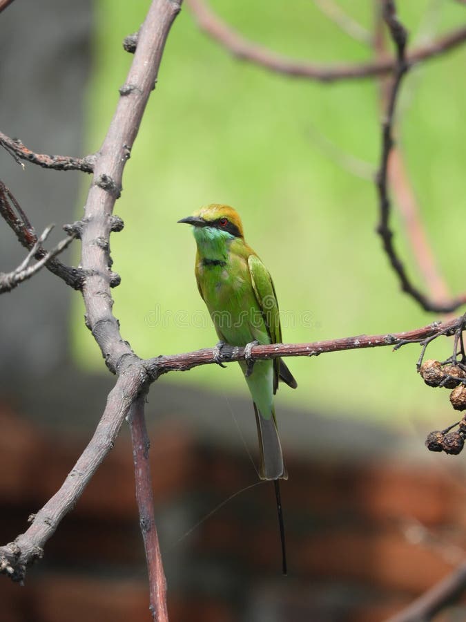 Bird on Trunk of Tree, Nature Photography Stock Photo - Image of ...