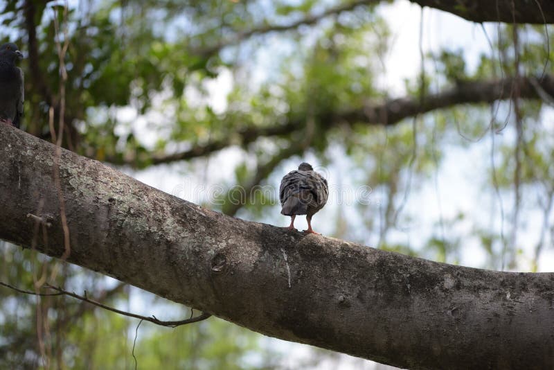 Bird Turn Back Sits on a Tree Stock Photo - Image of back, large: 100709772