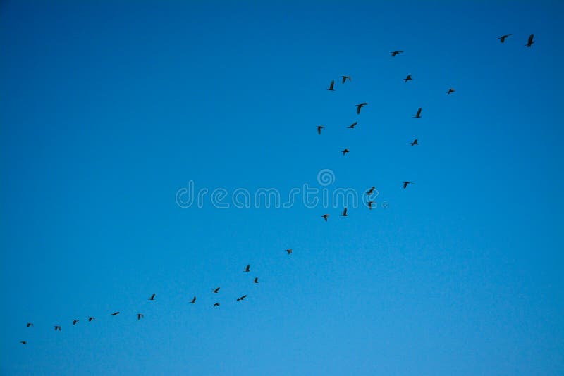 Bird Turning Around on Blue Sky Stock Photo - Image of beach, water ...