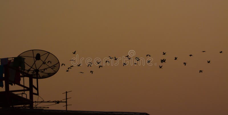 Bird Turning Around at Twilight Stock Photo - Image of water, golden ...