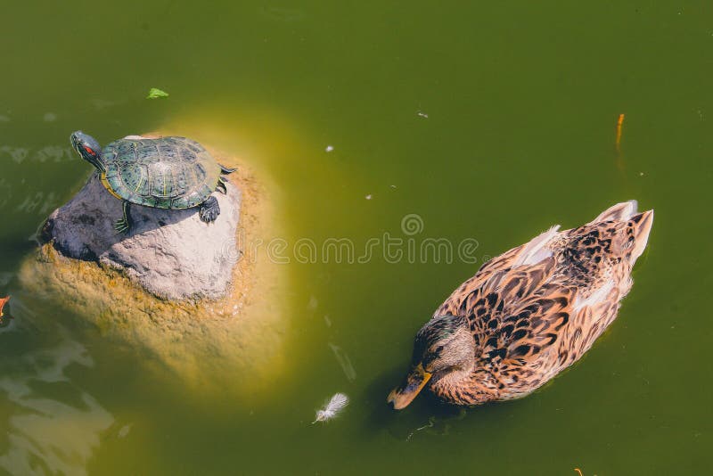 Bird and turtle stock photo. Image of bird, love, animal - 163336096