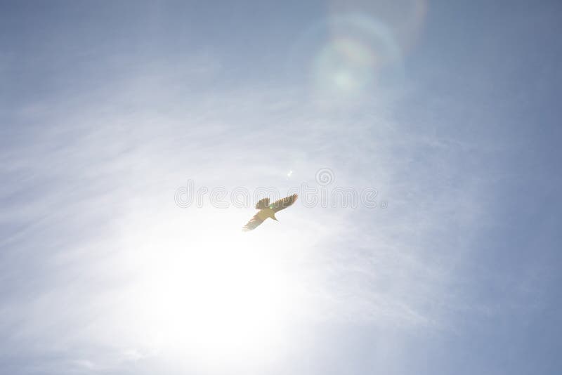Bird under the sun stock image. Image of sunshine, seagull - 127539797