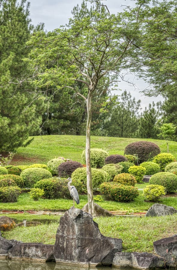 Bird Under a Tall Tree in Japanese Garden Stock Photo - Image of ...