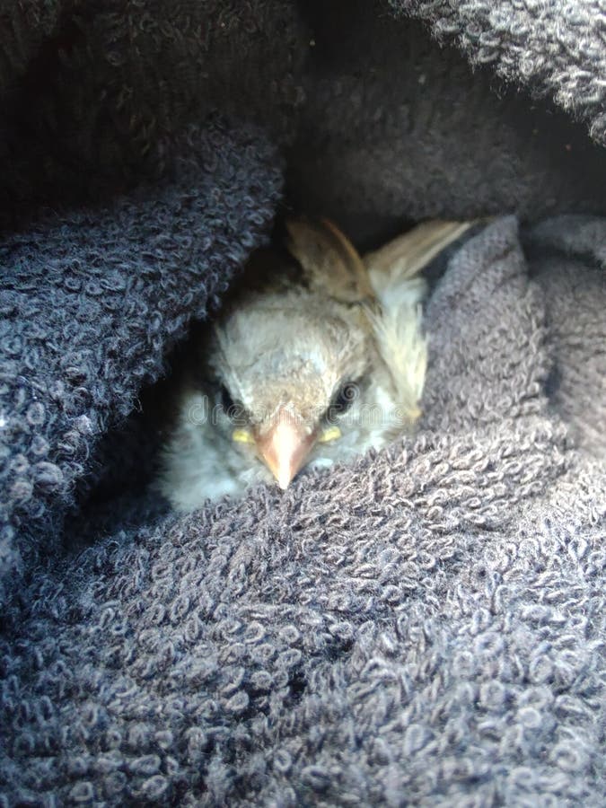Bird under towel scared stock photo. Image of animal - 252996650
