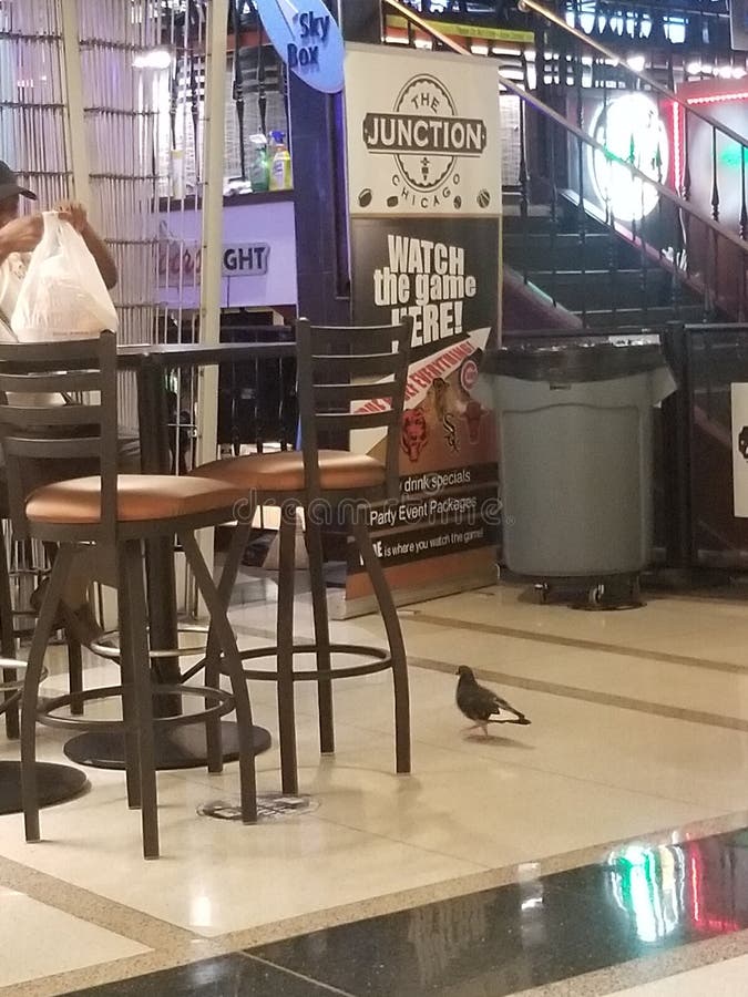 Bird at union station bar editorial image. Image of needing - 197398025