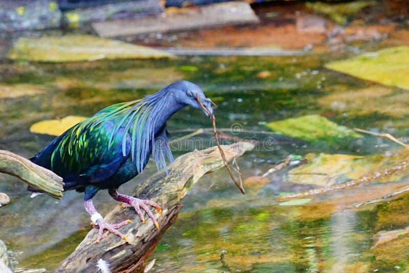 A Bird is Using Tree Branch As a Tool Stock Photo - Image of eyesight ...