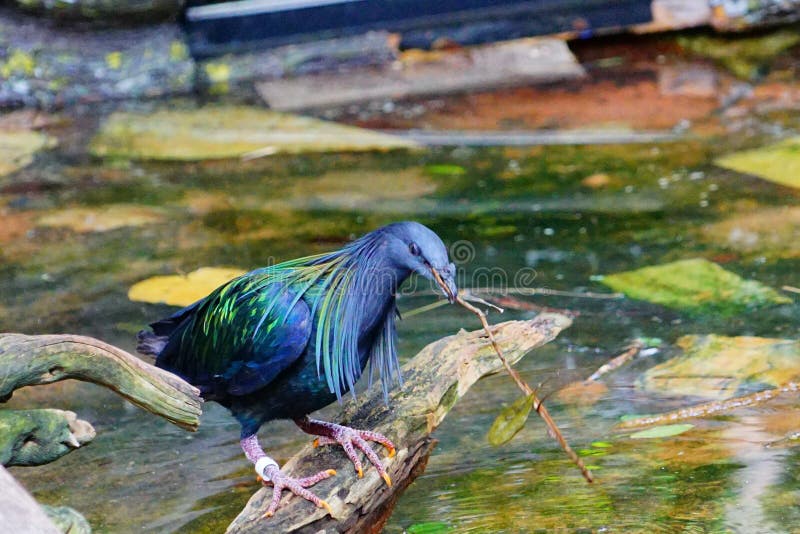 A Bird is Using Tree Branch As a Tool Stock Photo - Image of park, hunt ...