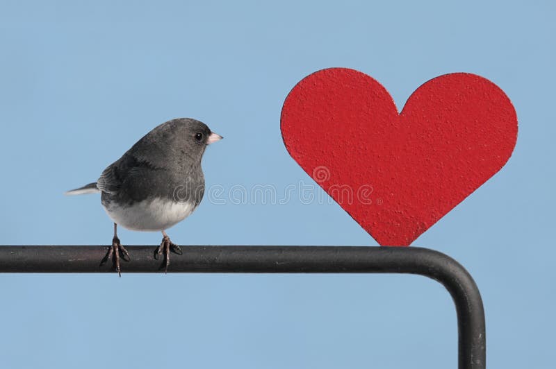 Bird with Heart stock image. Image of nature, titmouse - 10913253