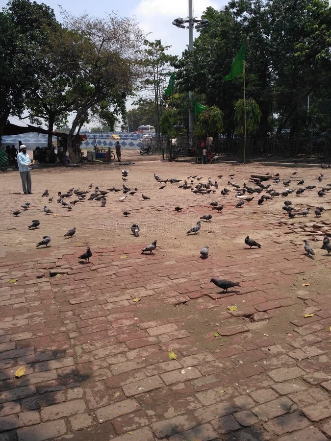Bird View in a Dargah in Kolkata Editorial Photography - Image of ...