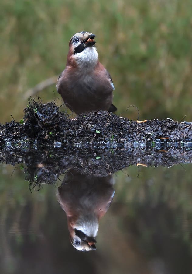 Bird in a Dutch Forest - Vlaamse Gaai Stock Photo - Image of animals ...