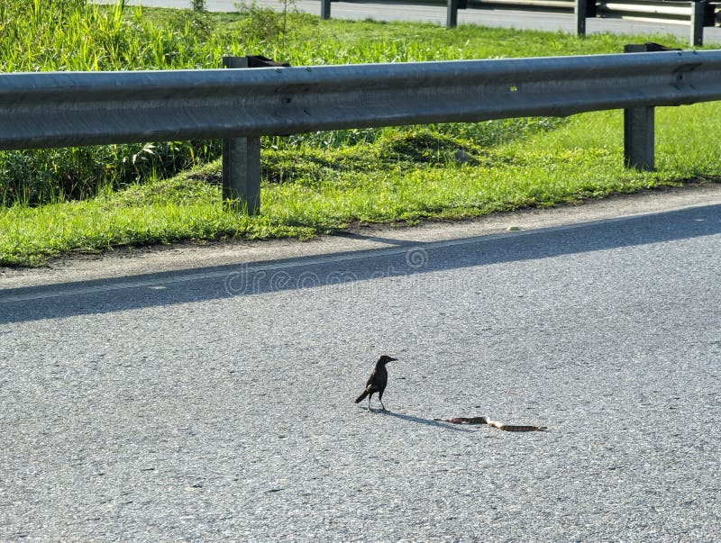 Bird vs Snake stock image. Image of blackbird, wild - 292026603