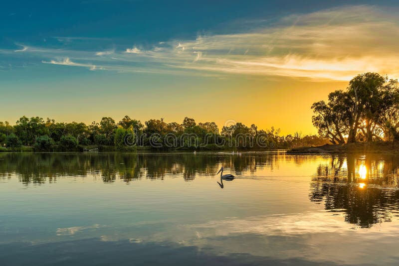 Bird Wading in the Murray River at Sunset. Stock Image - Image of sets ...