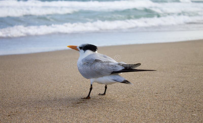 Bird Waiting on the Beach stock image. Image of outdoors - 84143657