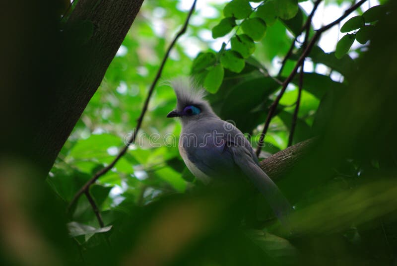 Bird in Waiting stock image. Image of cute, pass, waiting - 65634289