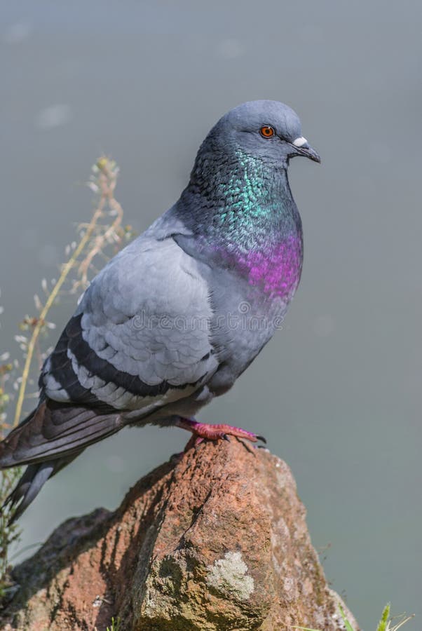 Bird Waiting To Catch Its Prey Stock Photo - Image of prey, pigeon ...