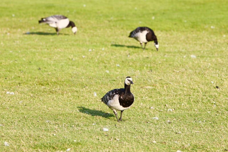 Bird Walk @ park stock image. Image of outdoors, happy - 33555049