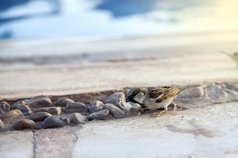 The Bird is Walking Along the Road, the Sparrow Stock Photo - Image of ...