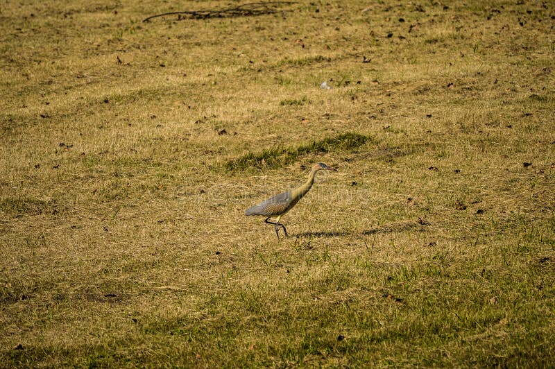 Bird walking stock photo. Image of walking, bird, habitat - 81230608