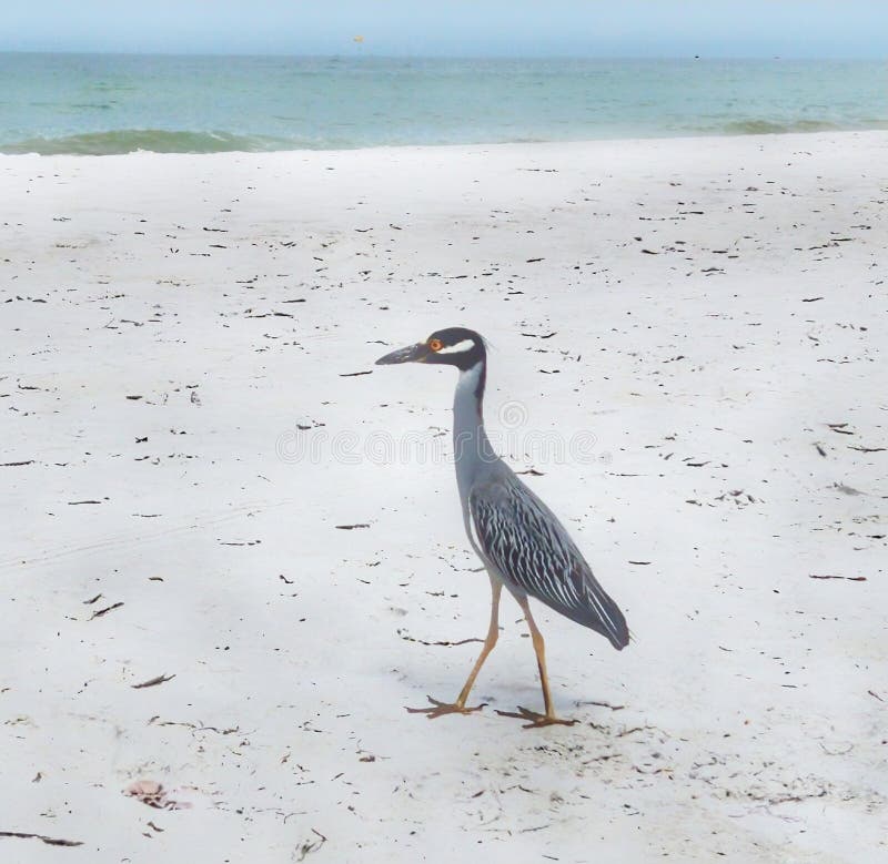 Bird walking the beach stock photo. Image of heron, beach - 221331410
