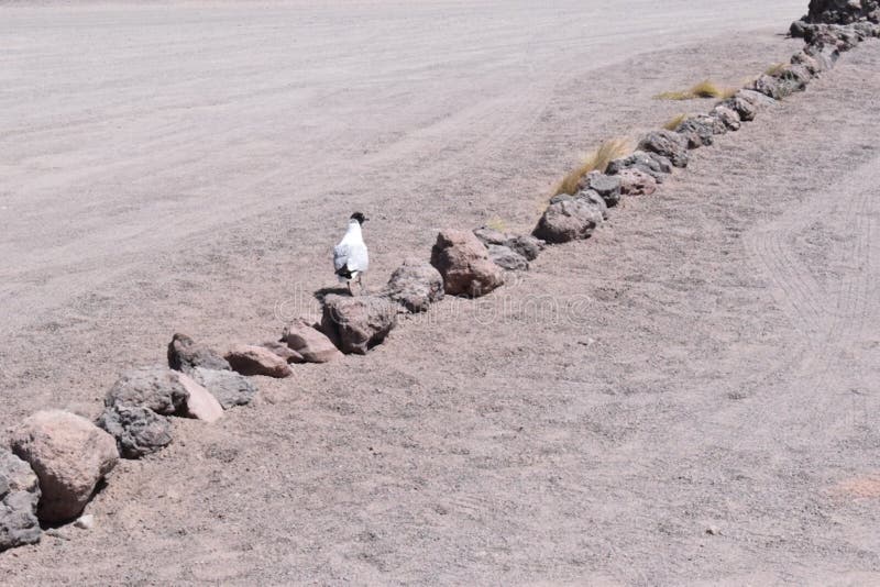 Bird Walking on Desert Rocks in the Atacama. Stock Image - Image of ...