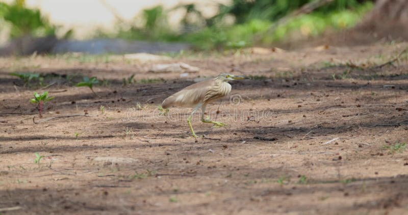 Bird Walking on Dirt Path, Sunny Stock Footage - Video of path ...