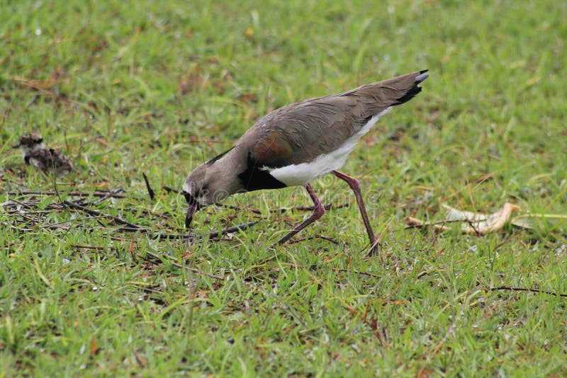 Bird walking stock image. Image of site, bird, park, floor - 93117985