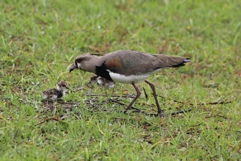 Bird walking stock photo. Image of quartz, colombia, beautiful - 93118000