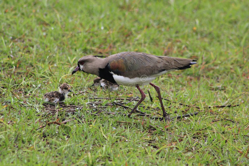 Bird walking stock photo. Image of quartz, colombia, beautiful - 93118000