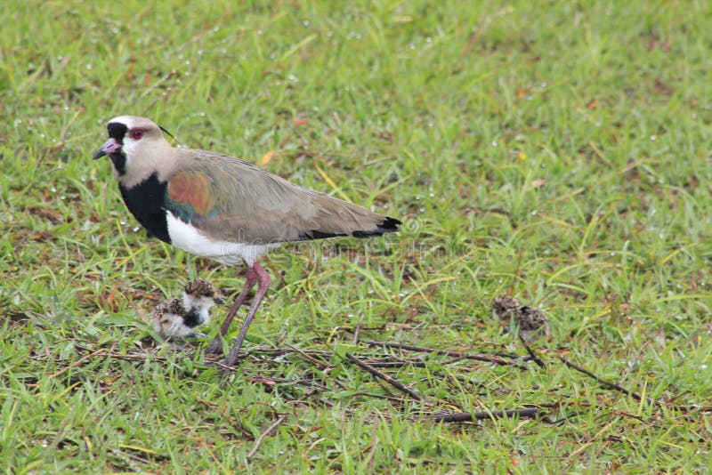 Bird walking stock photo. Image of quartz, minerals, building - 93118002