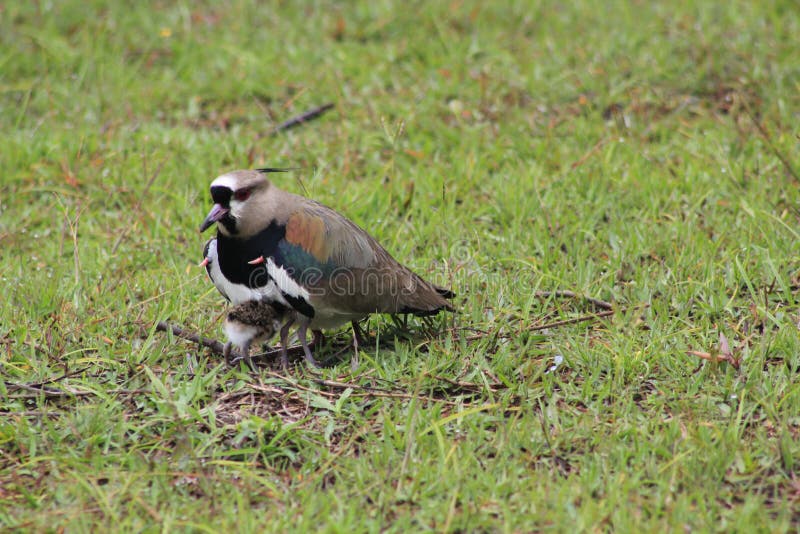 Bird walking stock image. Image of bird, three, grass - 93118029