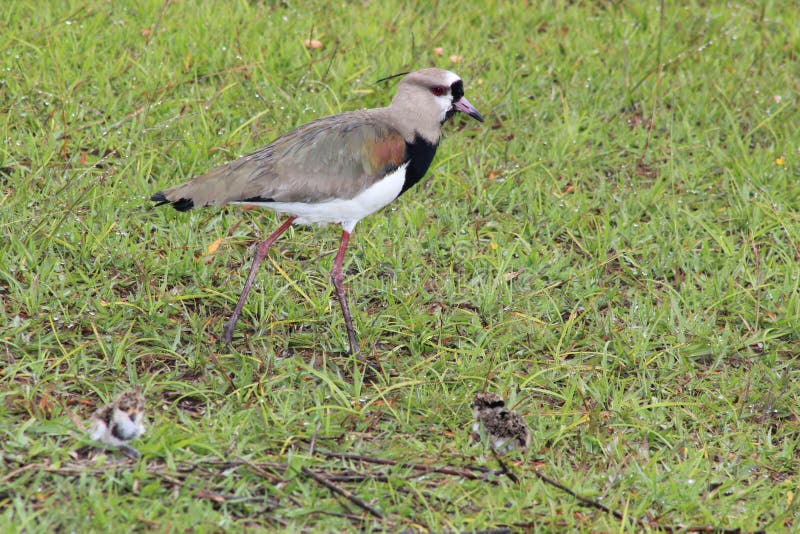 Bird walking stock image. Image of culture, antioquia - 93118041