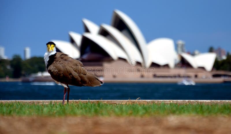 Bird walking on the grass. editorial stock photo. Image of north - 74163018