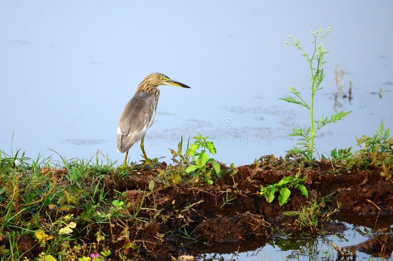 Bird Walking on the Grasses Near the Lake Stock Photo - Image of forest ...