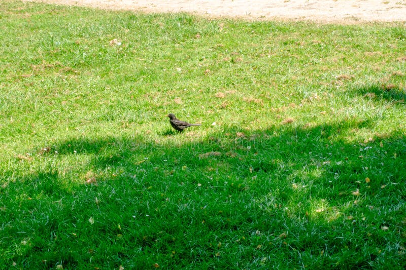 A Bird is Walking on a Green Grass Field Stock Image - Image of ...