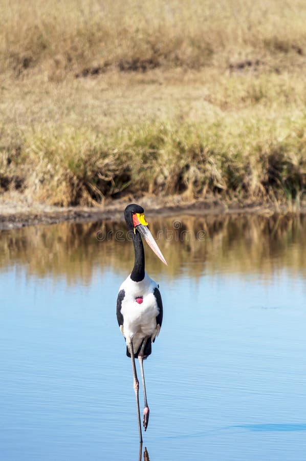 Bird walking on a lake stock photo. Image of makat, large - 43395070