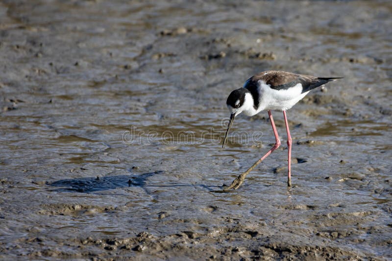 Bird walking on the mud stock photo. Image of walking - 170873998