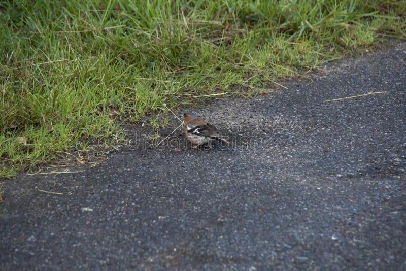 Bird walking on the road stock image. Image of closeup - 254745663