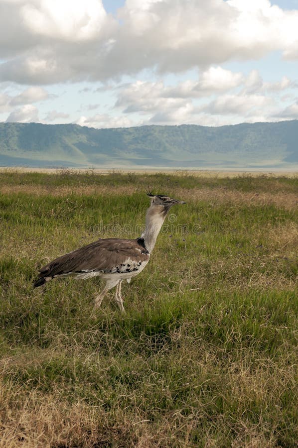 Bird walking on a lake stock photo. Image of african - 43394580