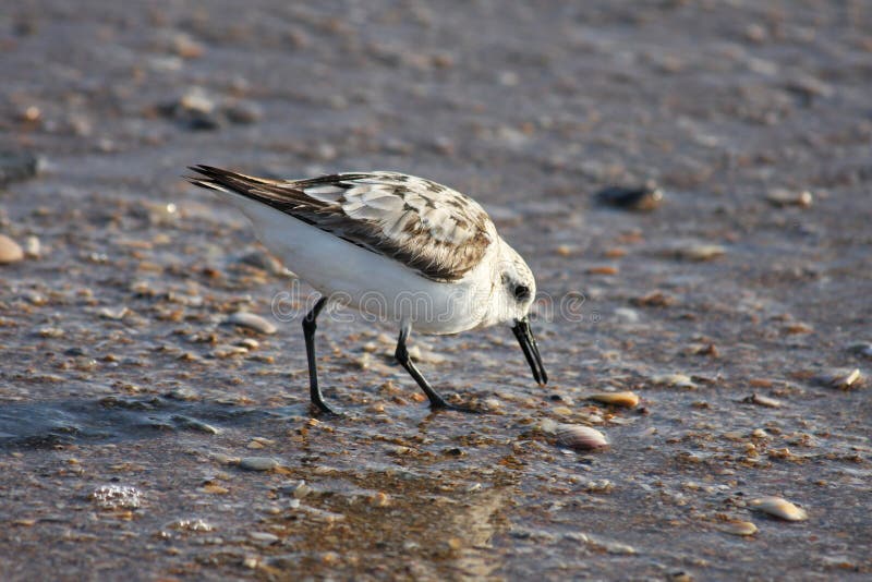 Bird Walking on Sandy Beach Stock Photo - Image of legs, walking: 6612602