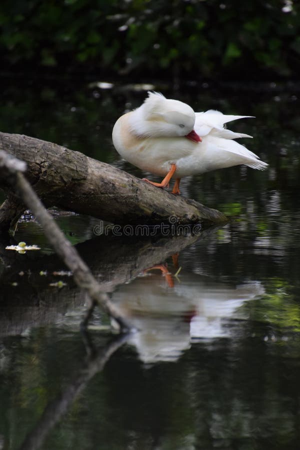 Bird Washing on a Dead Tree Stock Image - Image of washing, water ...